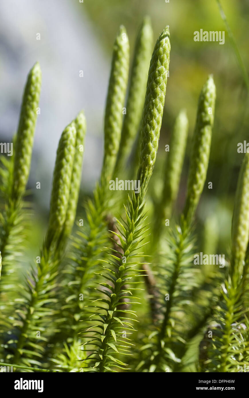 common club-moss, lycopodium annotinum Stock Photo - Alamy