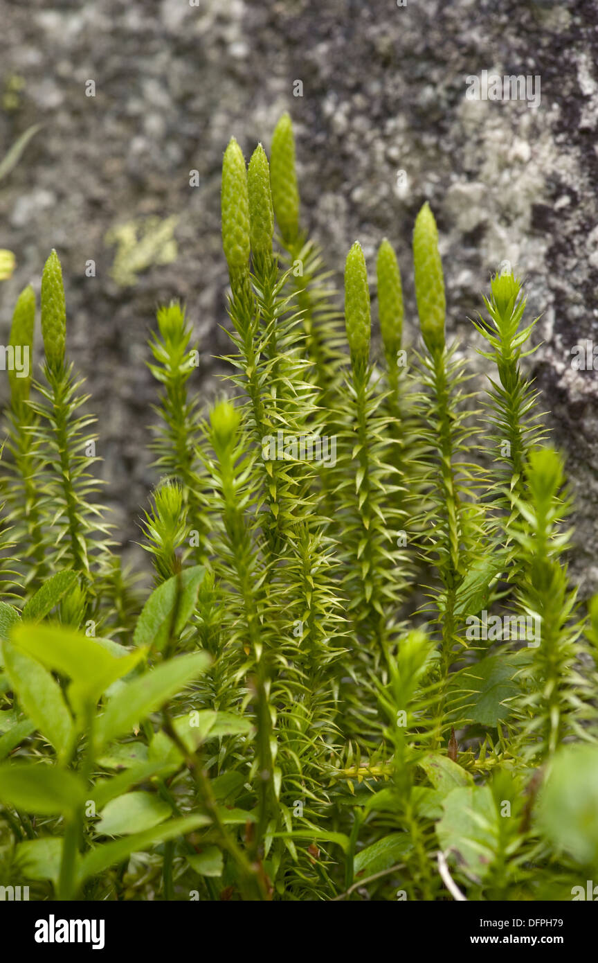 Lycopodium hi-res stock photography and images - Alamy