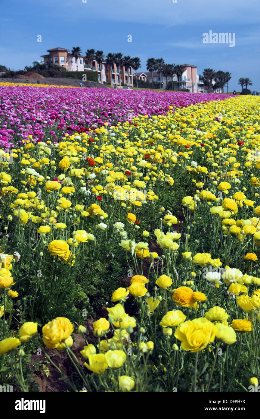 Giant tecolote ranunculus flower fields hi-res stock photography and ...
