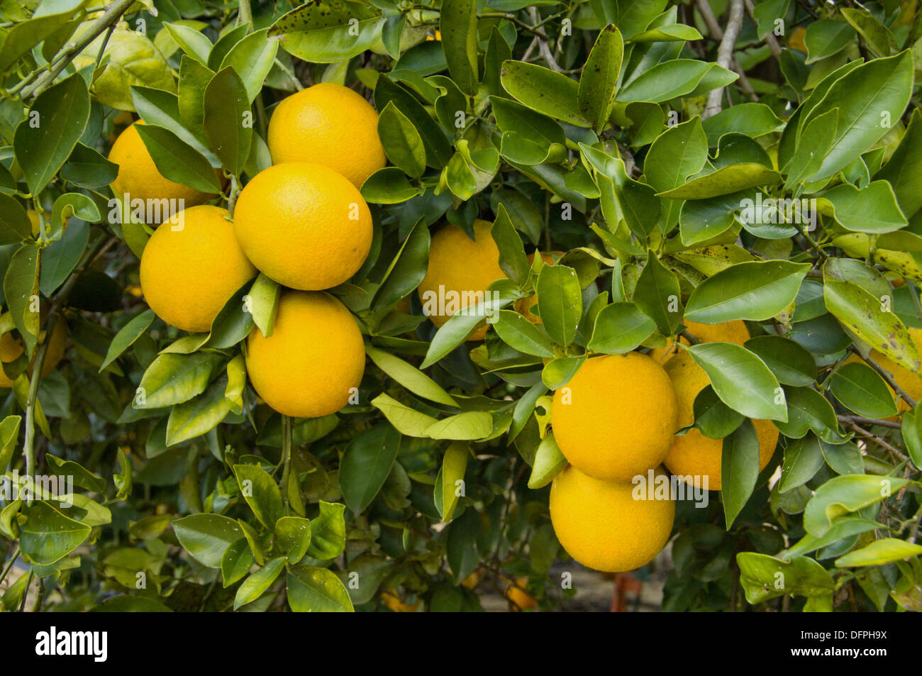Orange orchard florida hi-res stock photography and images - Alamy