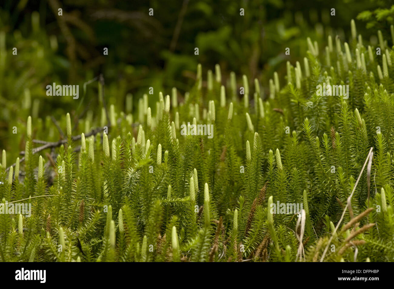 Club moss hi-res stock photography and images - Alamy