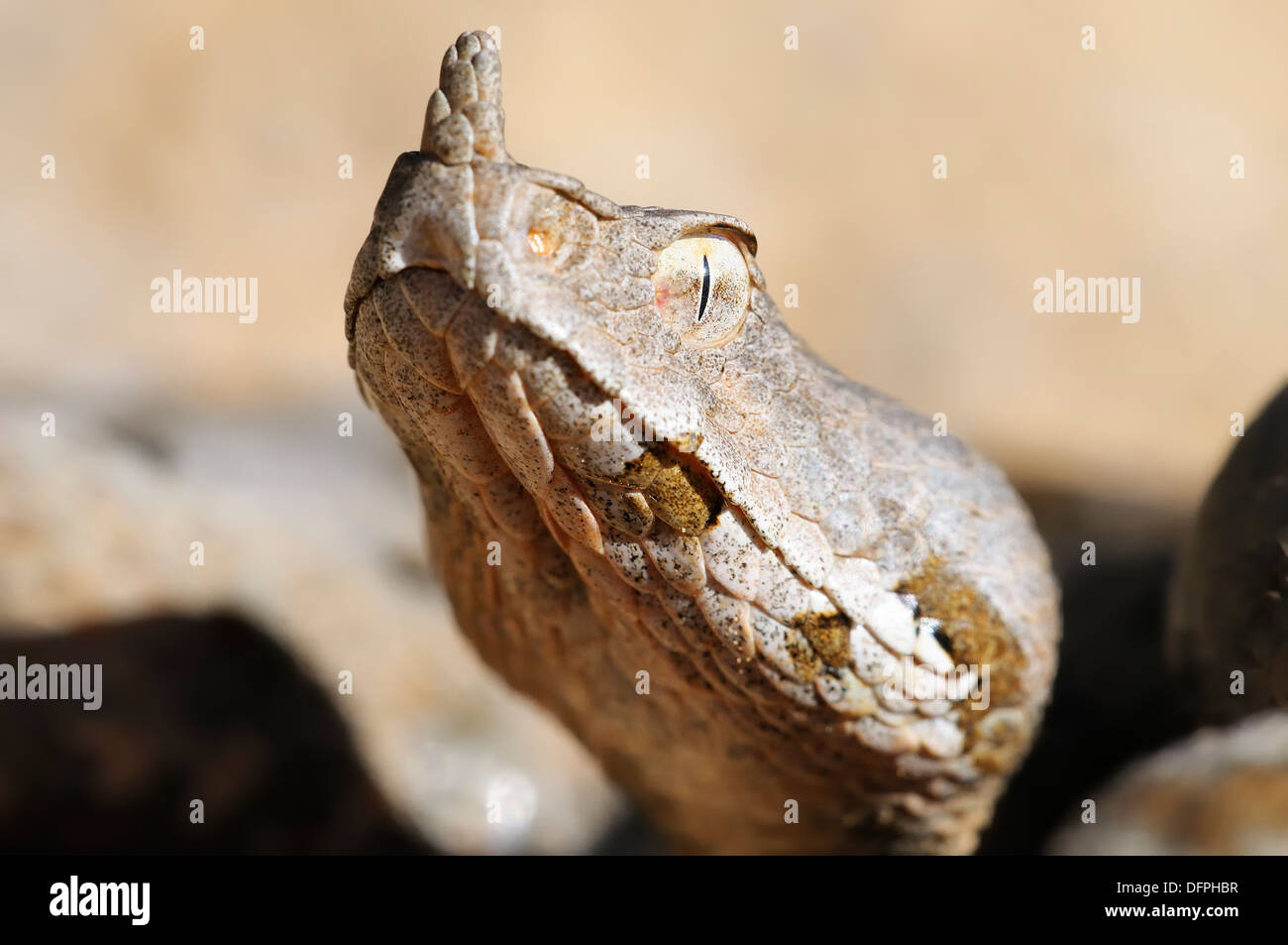 Portrait of a snake Stock Photo - Alamy