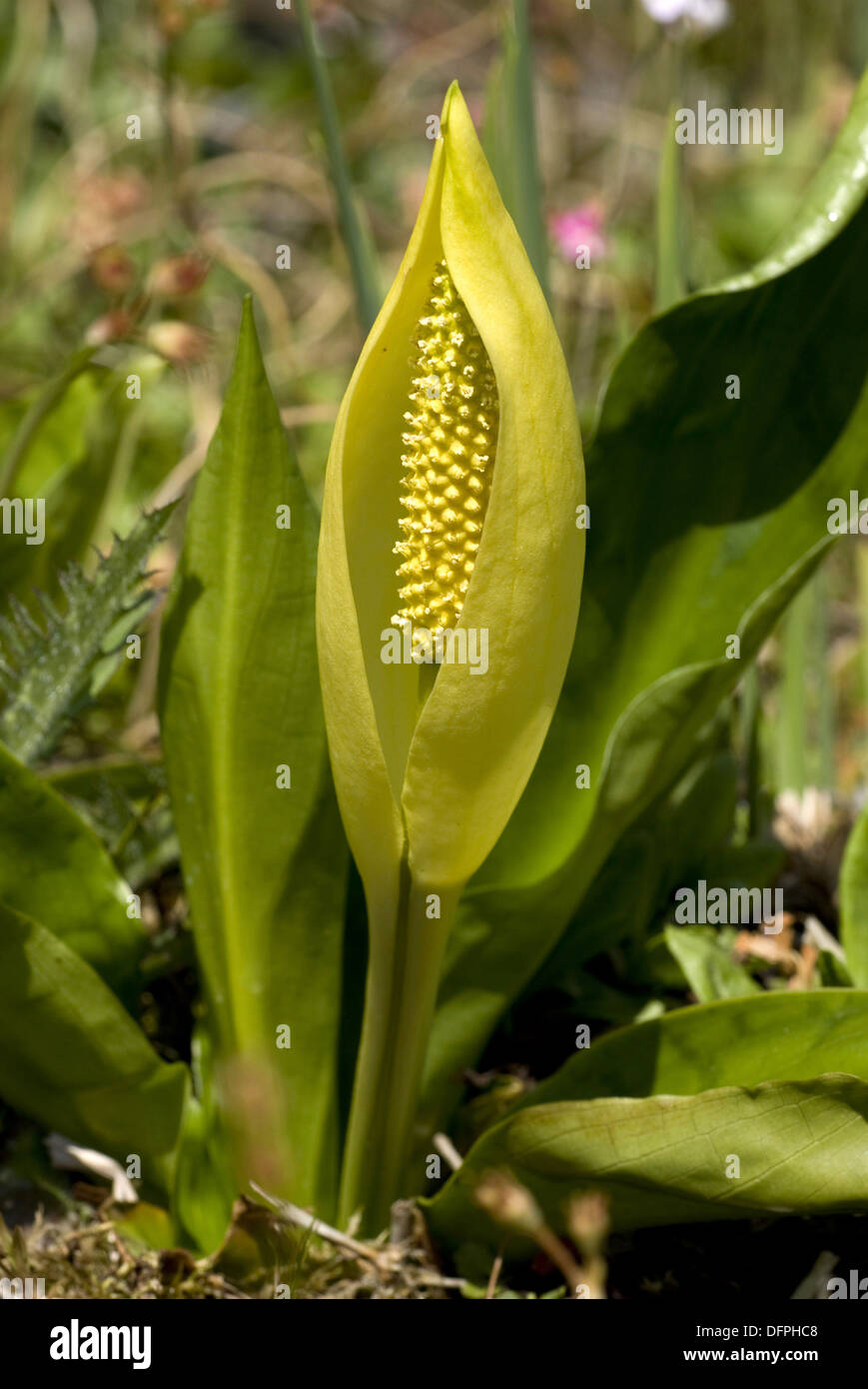 Skunk cabbage hi-res stock photography and images - Alamy