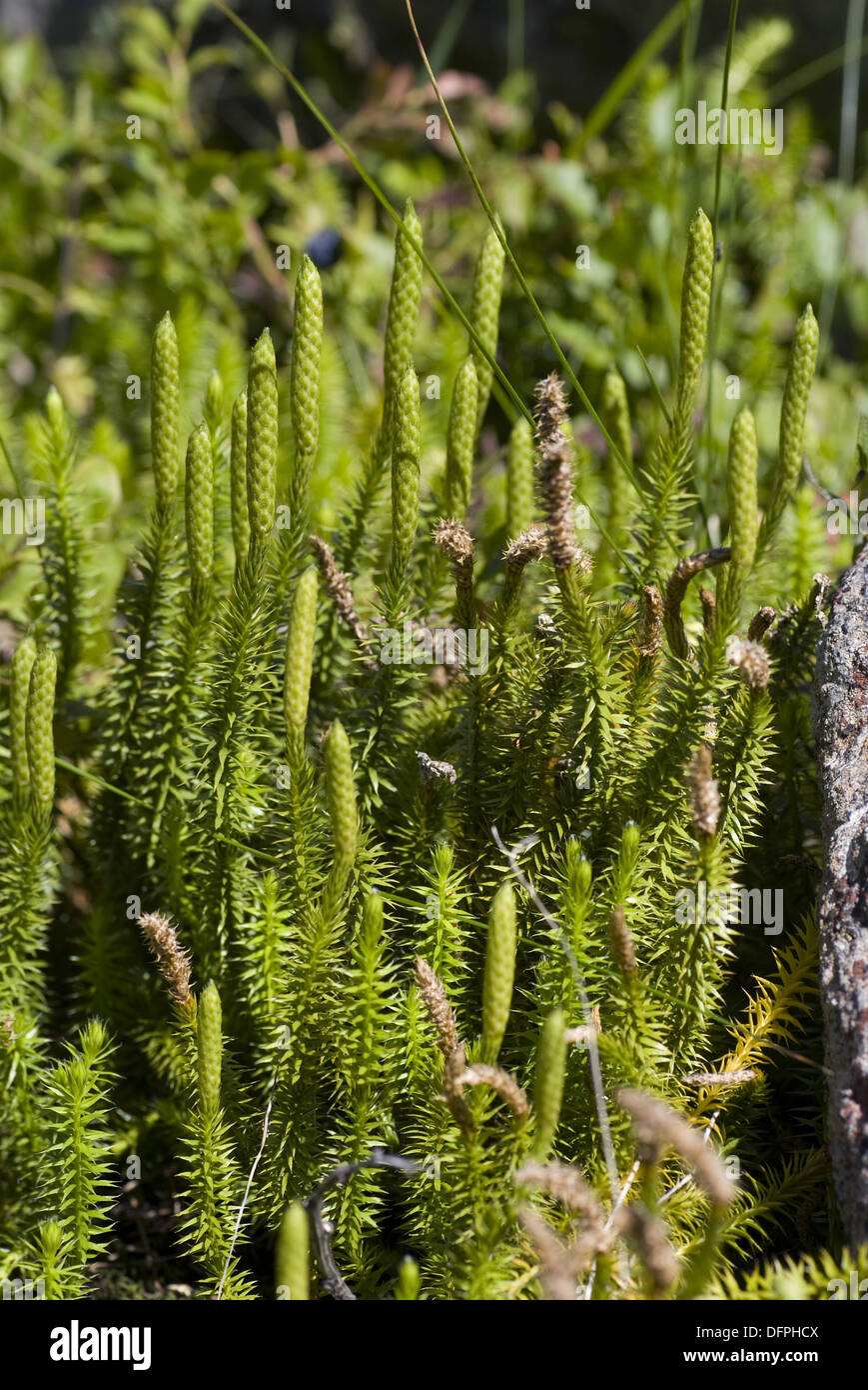 Club moss hi-res stock photography and images - Alamy