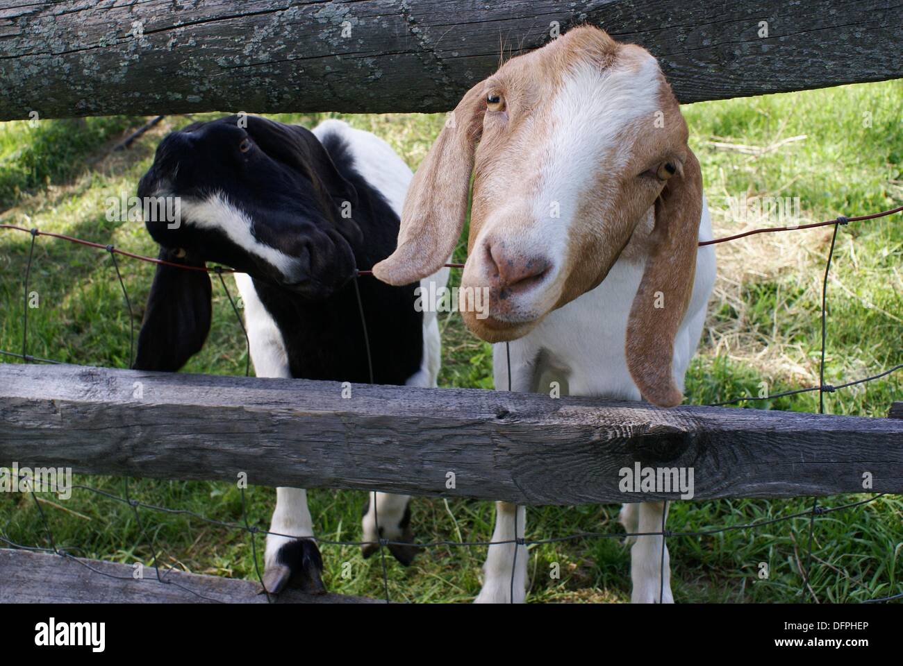 Two friendly goats hi-res stock photography and images - Alamy