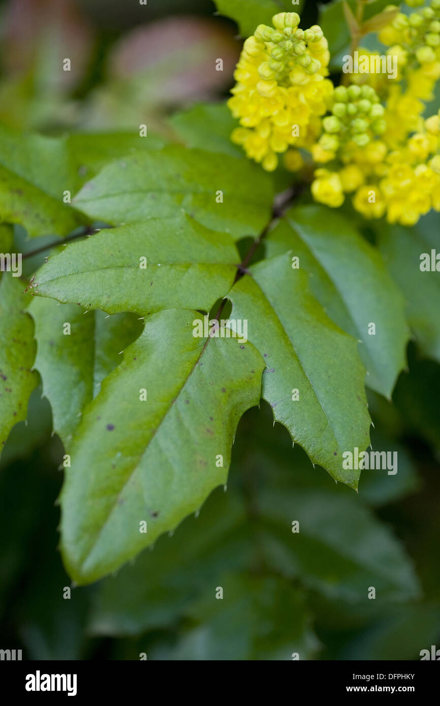 oregon grape, mahonia aquifolium Stock Photo - Alamy