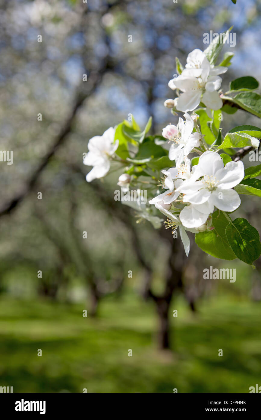 Branch of a blossoming tree with beautiful flowers Stock Photo - Alamy