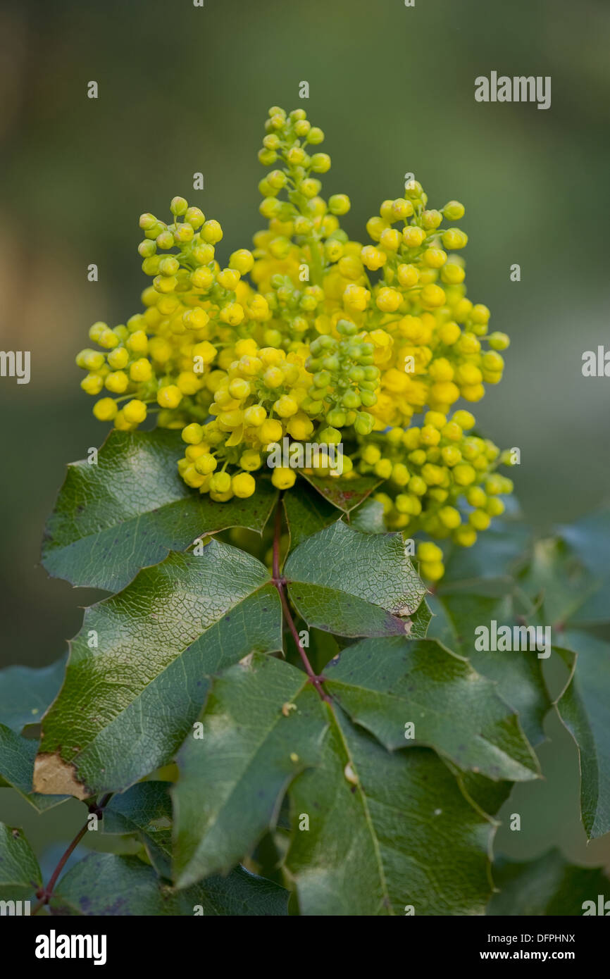 oregon grape, mahonia aquifolium Stock Photo - Alamy