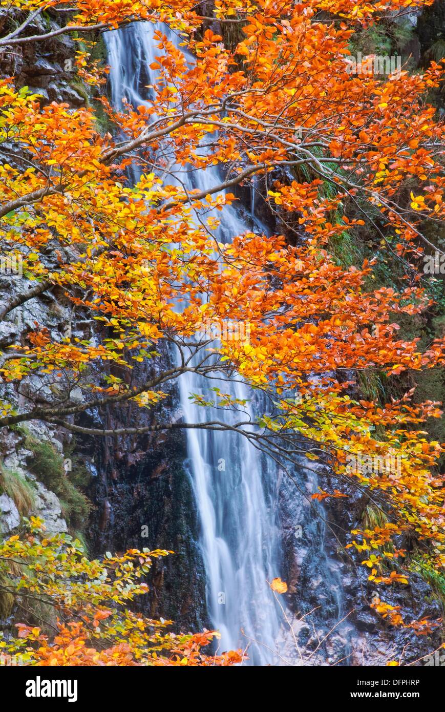 Ague tree hi-res stock photography and images - Alamy