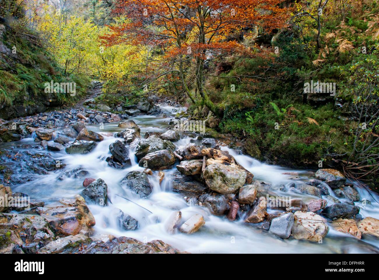 Ague tree hi-res stock photography and images - Alamy