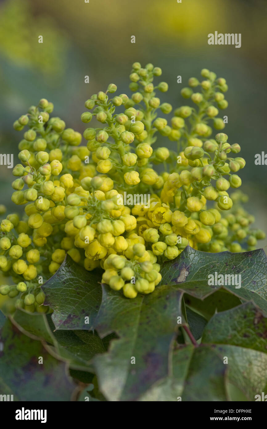 oregon grape, mahonia aquifolium Stock Photo - Alamy