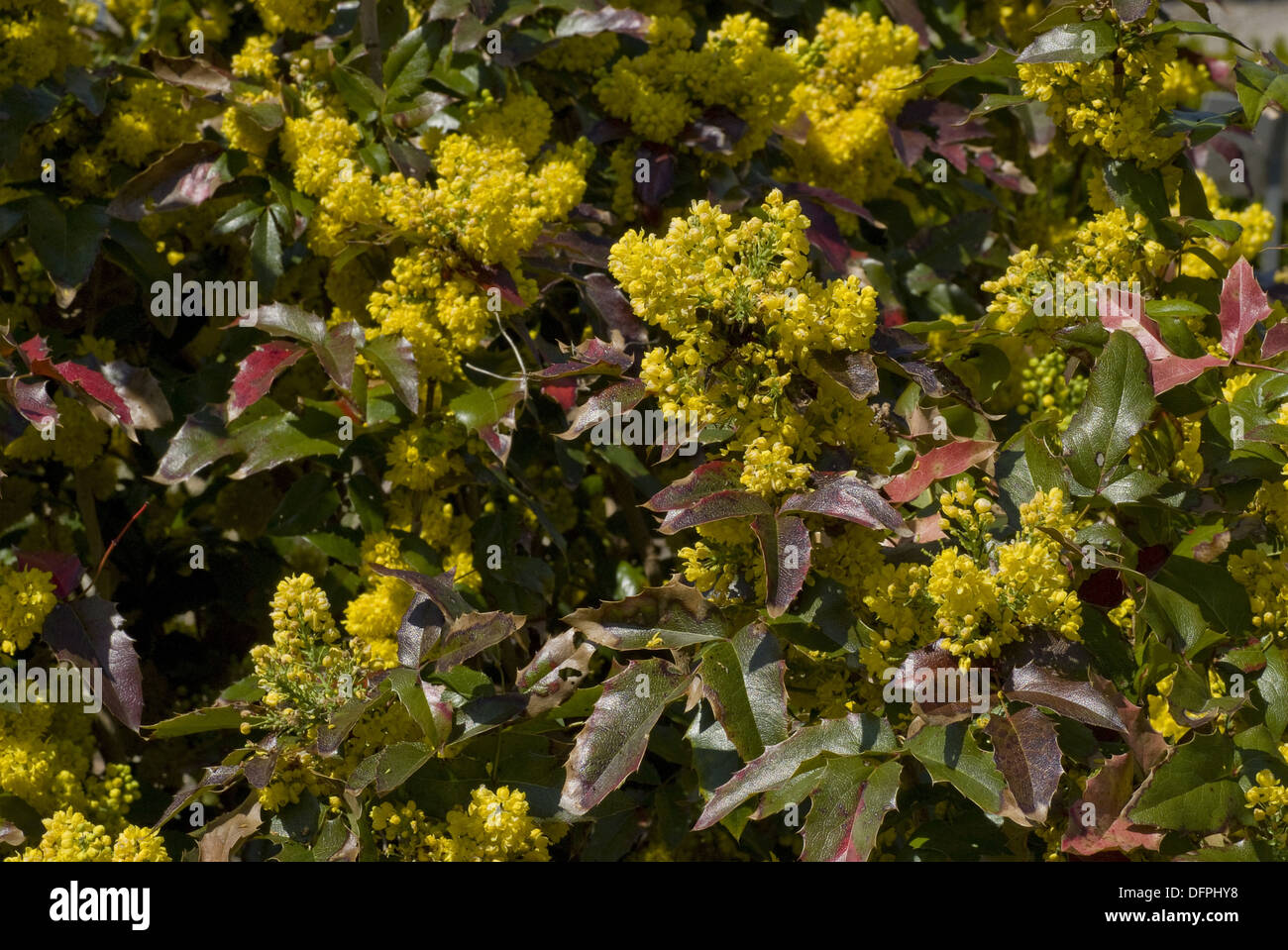oregon grape, mahonia aquifolium Stock Photo - Alamy