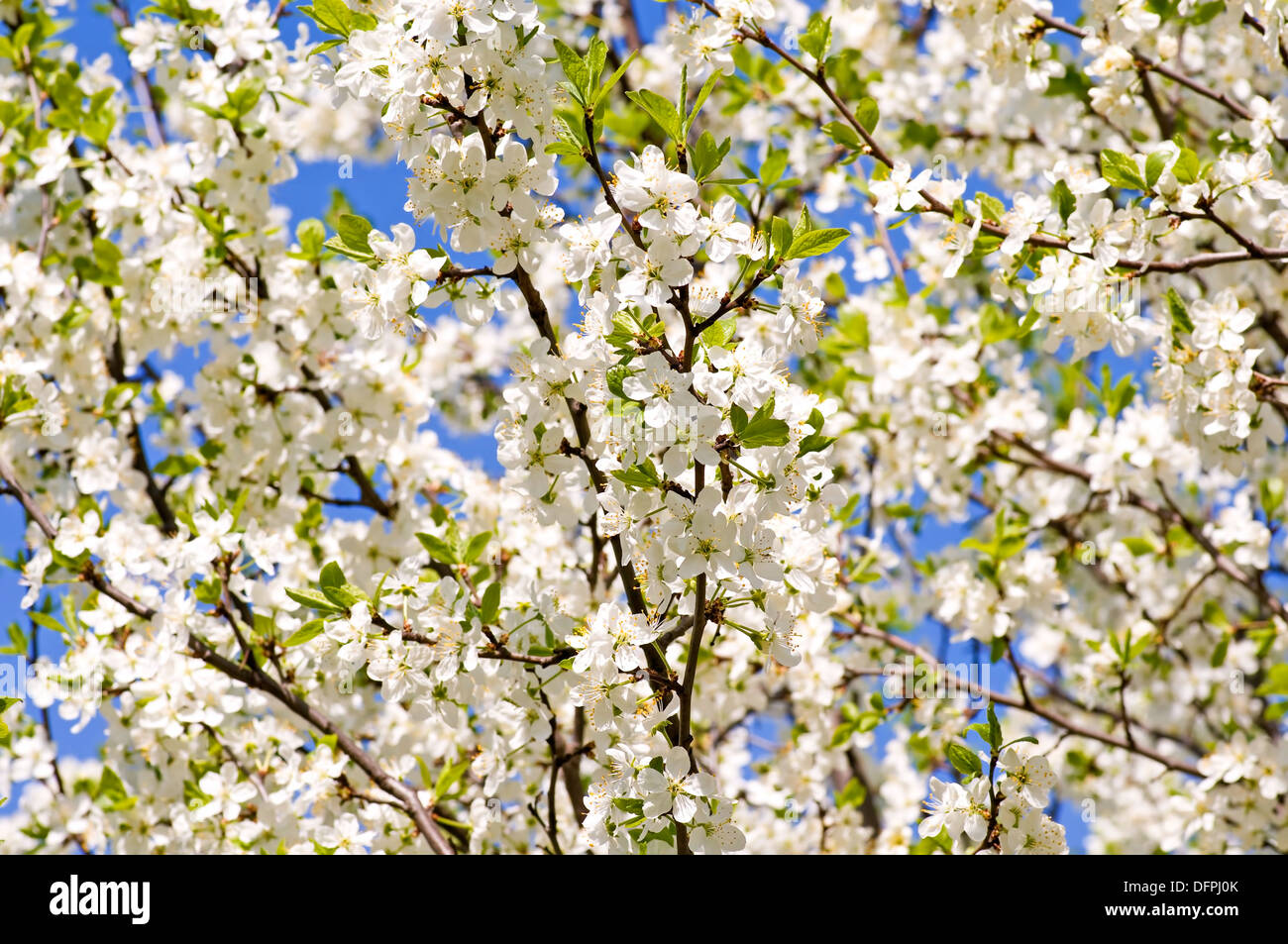Blossoming tree branch white hi-res stock photography and images - Alamy