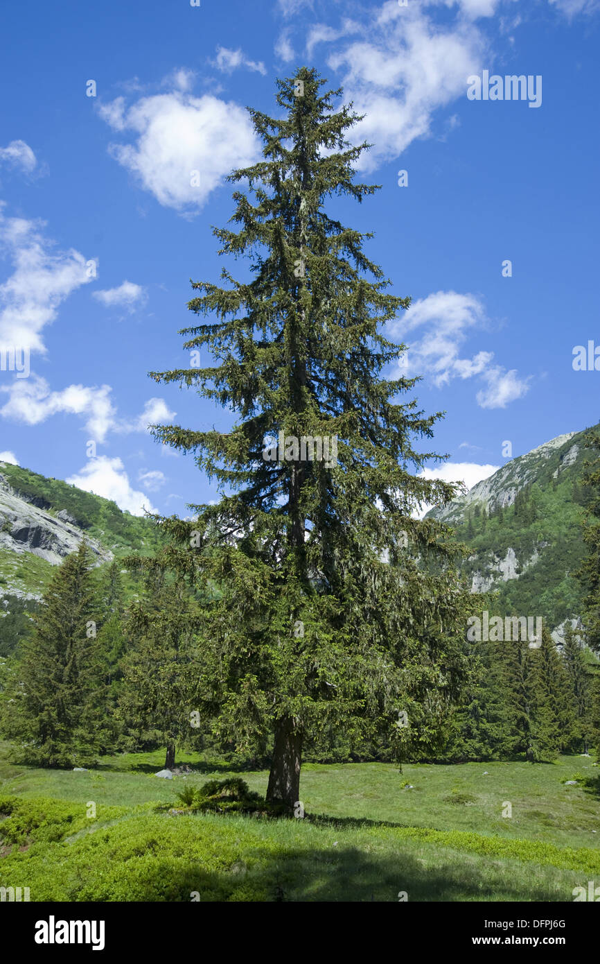 Picea Abies Tree High Resolution Stock Photography and Images - Alamy