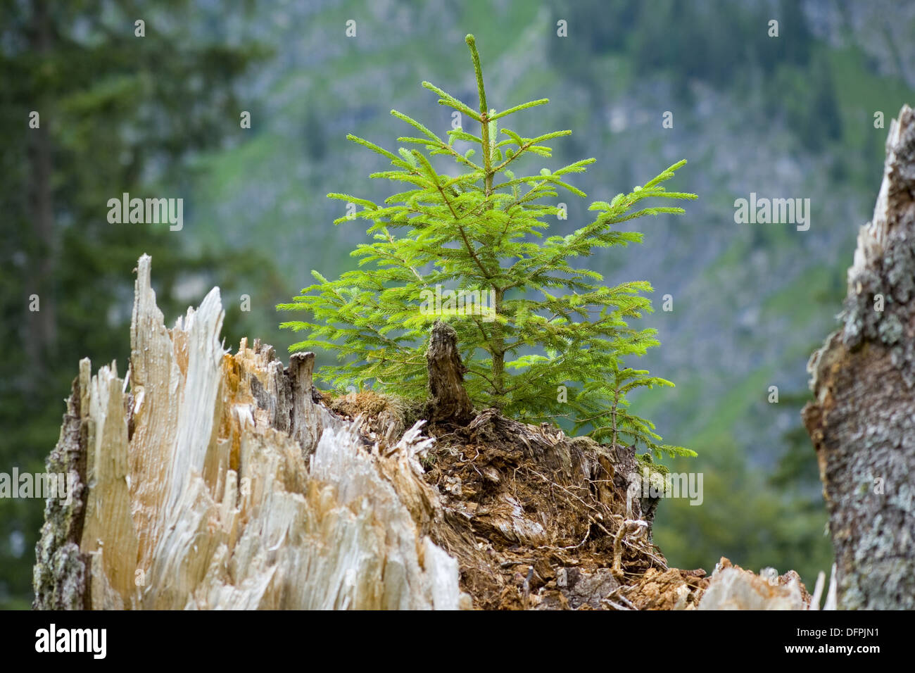 Young norway spruce tree hi-res stock photography and images - Alamy