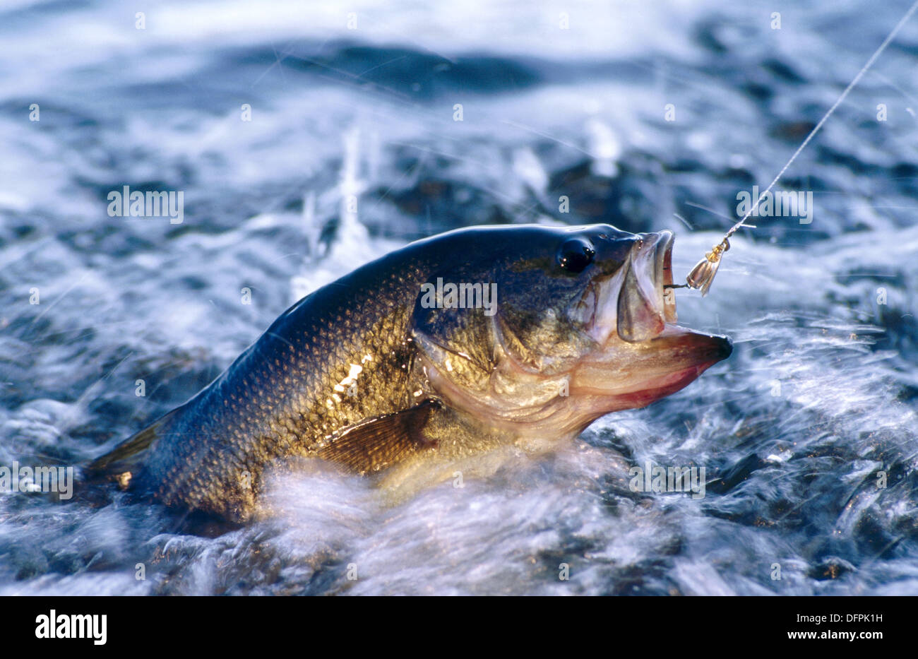 Largemouth bass close up hi-res stock photography and images - Alamy