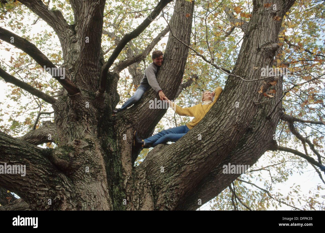 Old man oak hi-res stock photography and images - Alamy