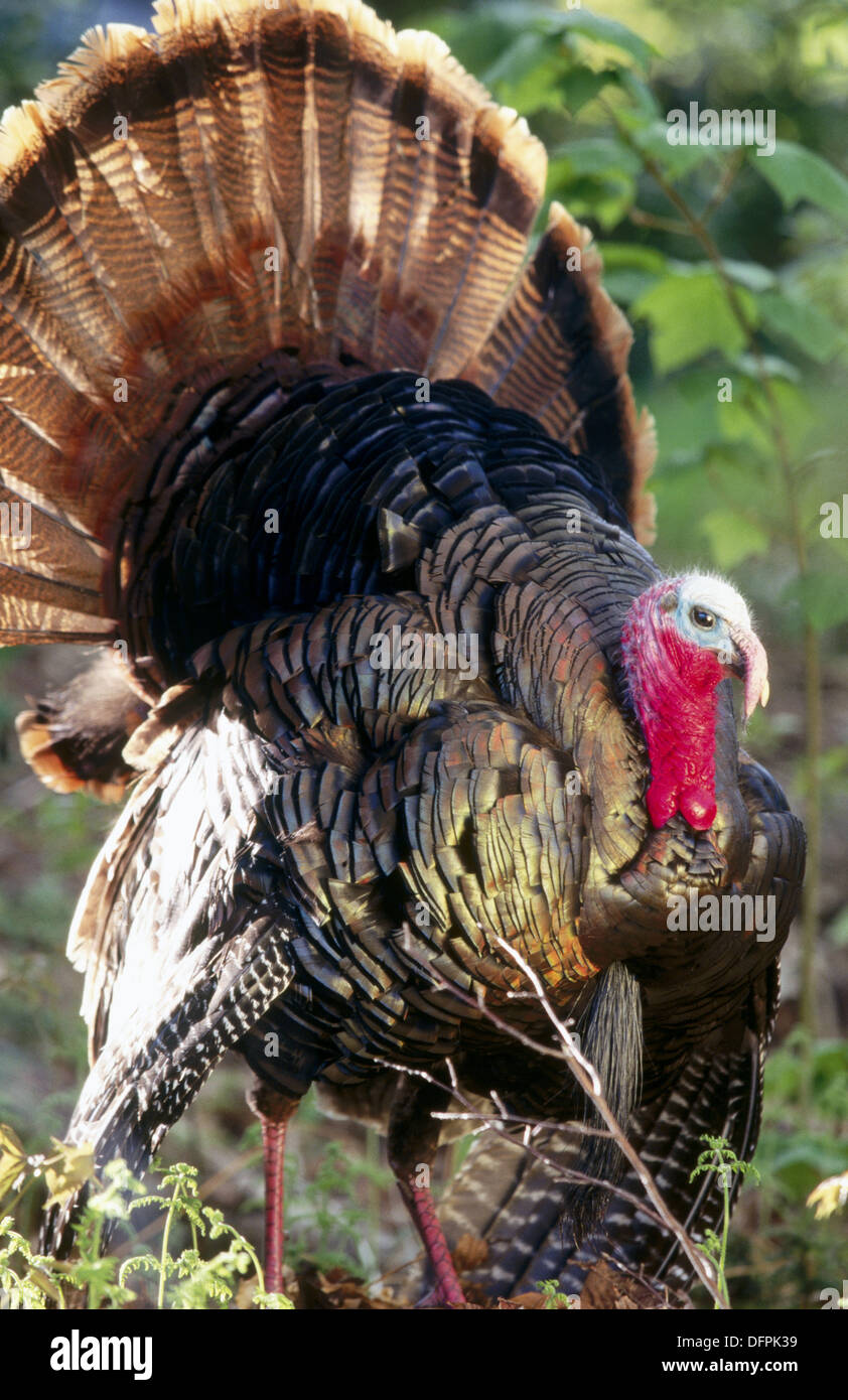 Male turkey hi-res stock photography and images - Alamy