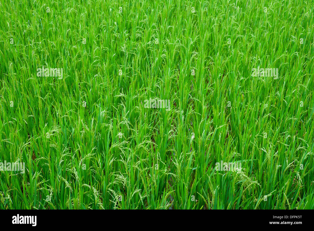 Green grass of rice field, Vietnam, Southeast Asia Stock Photo - Alamy