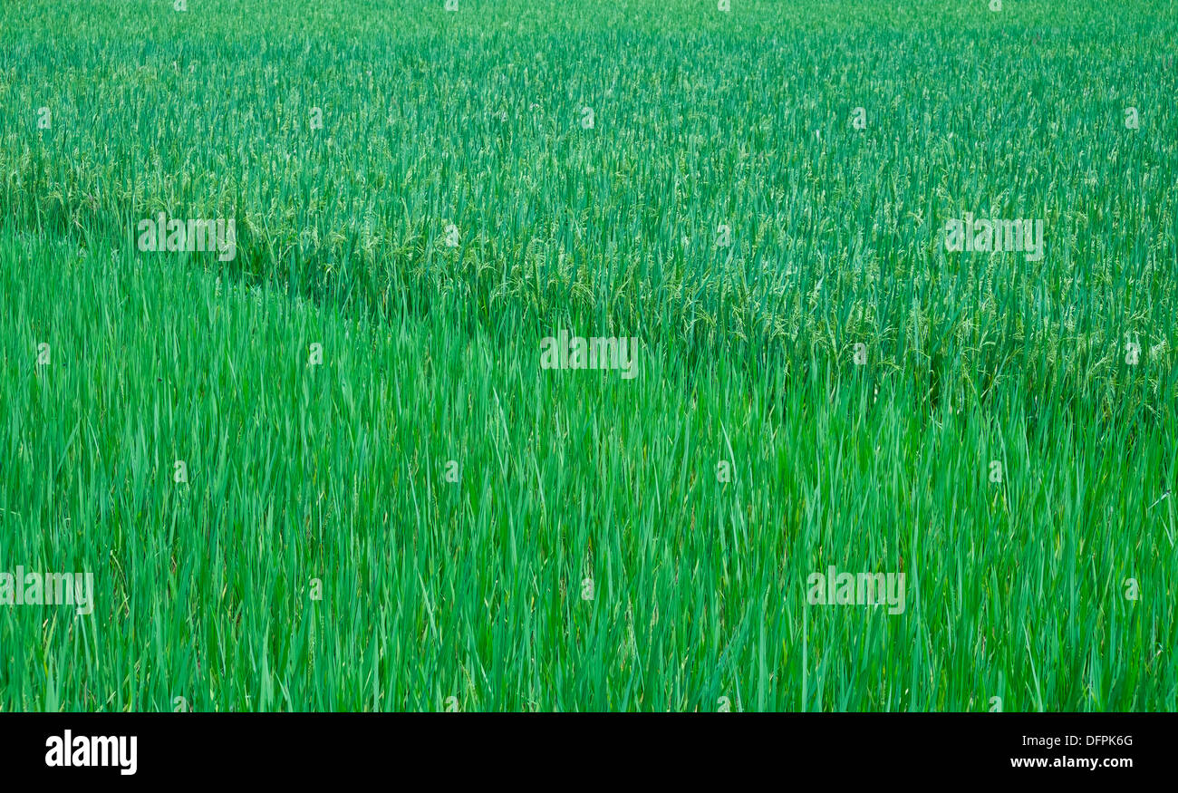 Green grass on rice field, Vietnam, Southeast Asia Stock Photo - Alamy