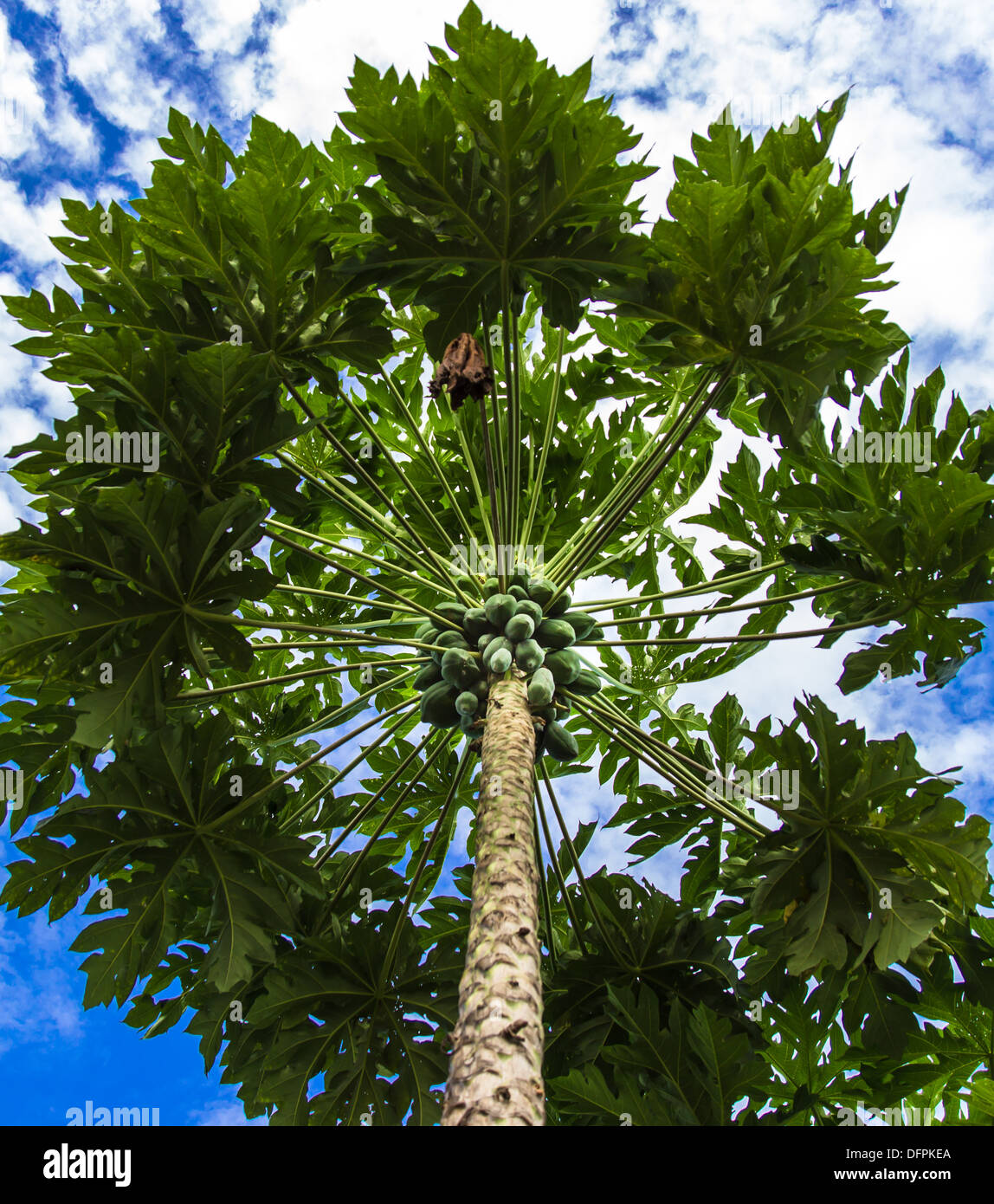 Papaya tree and blue sky. location in Thailand Stock Photo - Alamy