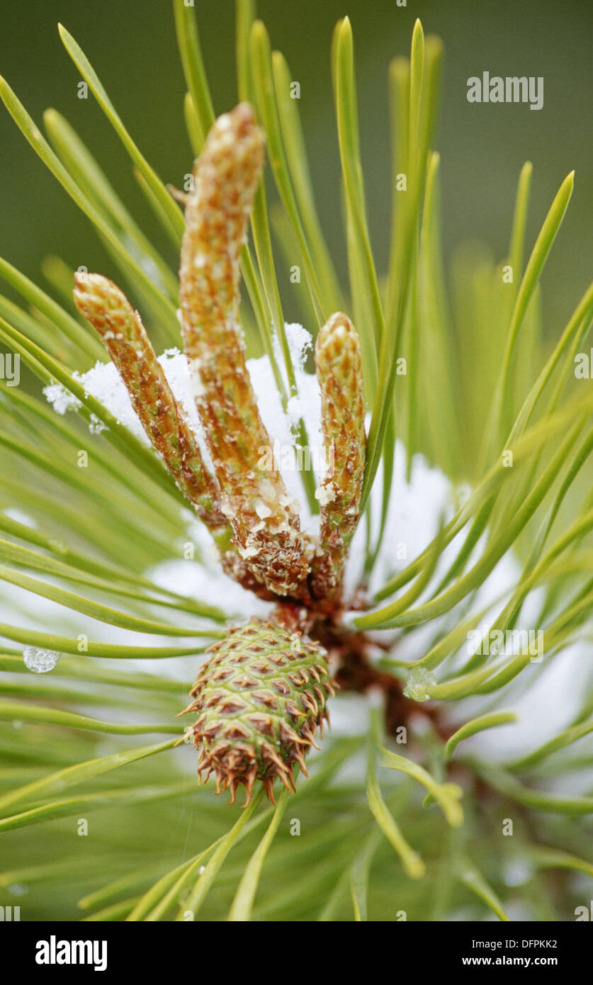 Shore pine pinus contorta contorta hi-res stock photography and images ...