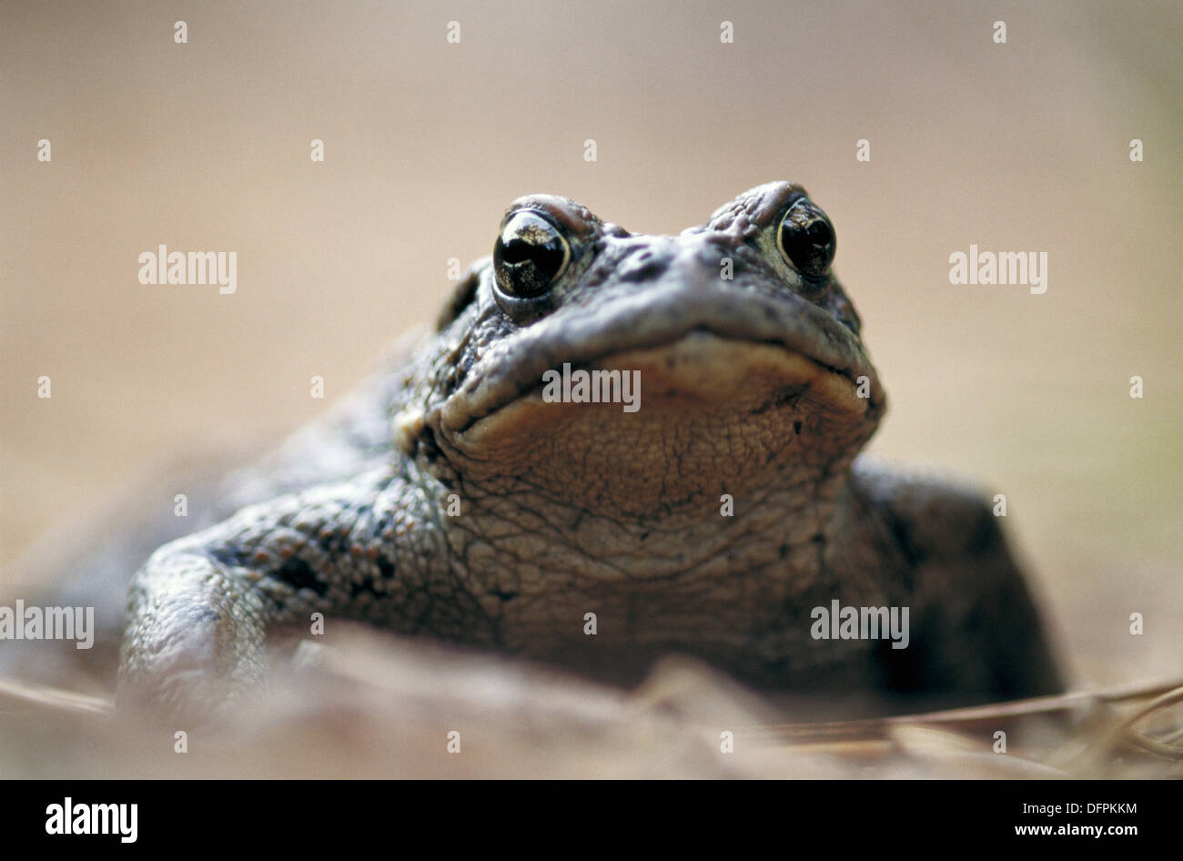 Bufo Boreas High Resolution Stock Photography and Images - Alamy