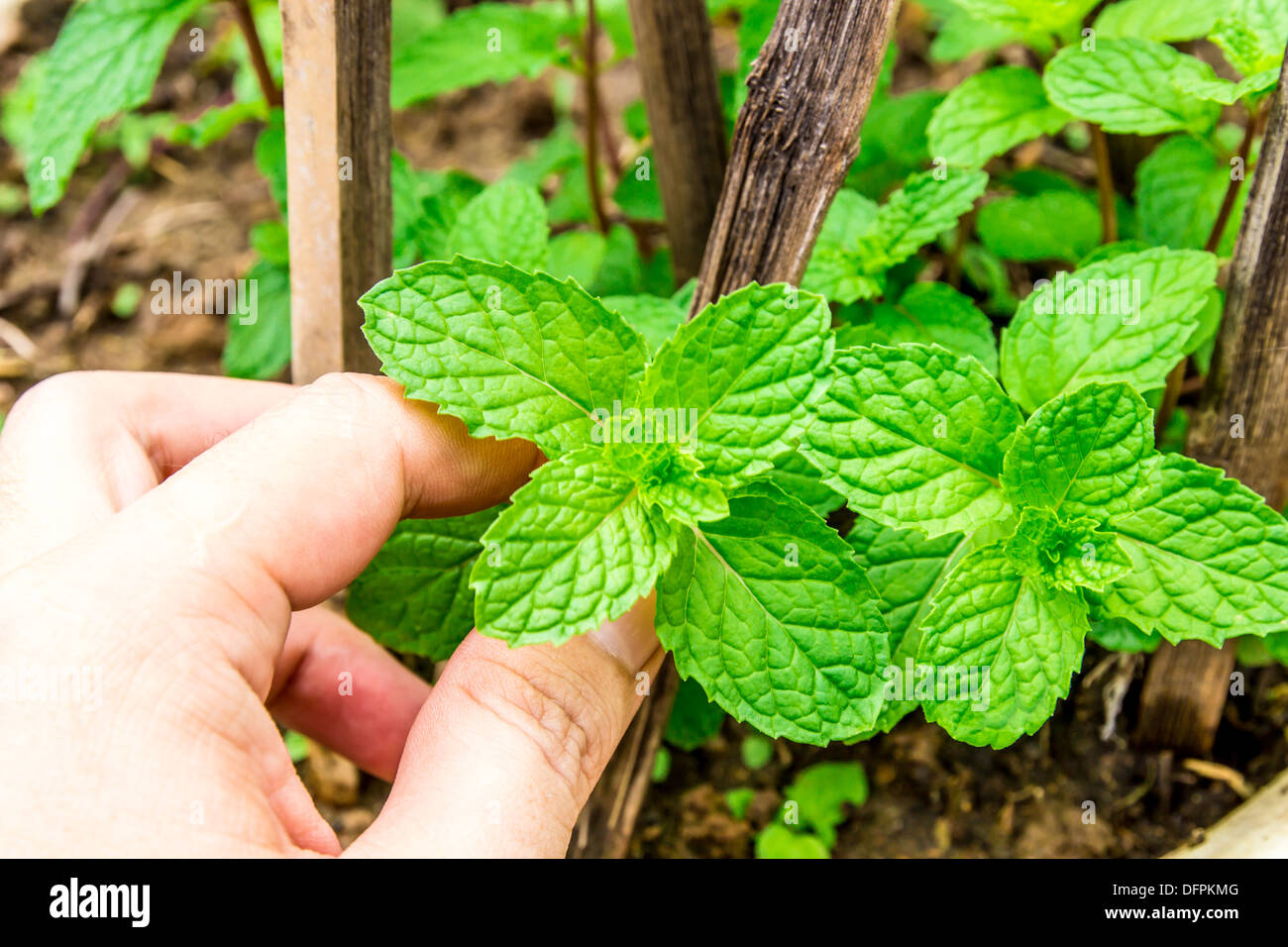 Hand touch fresh mint leaves on a garden Stock Photo - Alamy