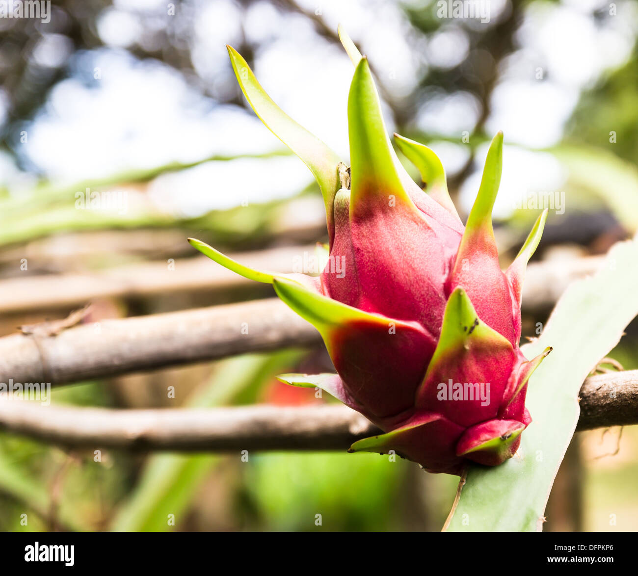 Dragon fruit tree hi-res stock photography and images - Alamy