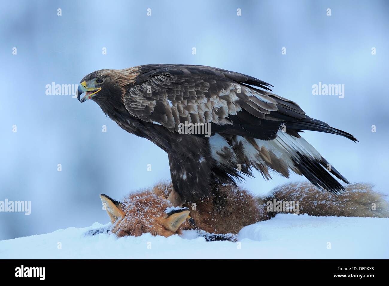 Aquila fulva hi-res stock photography and images - Alamy