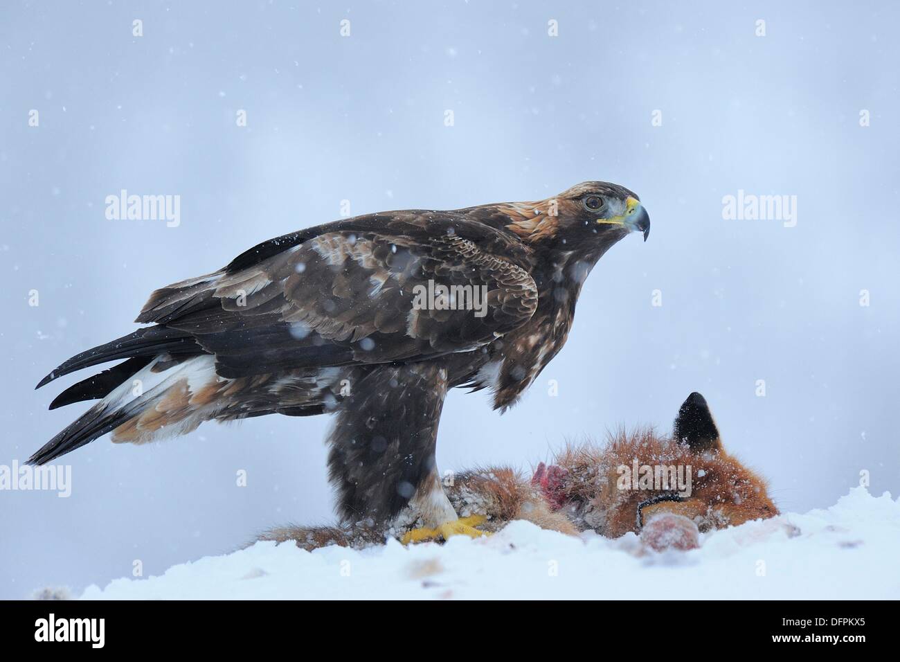 Subadult Eagle High Resolution Stock Photography and Images - Alamy