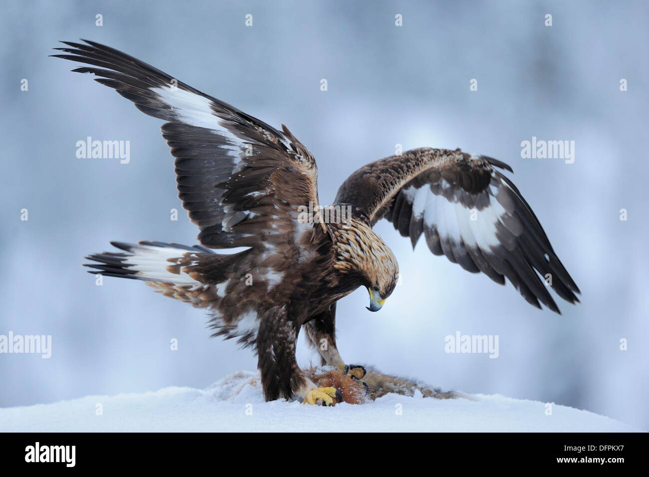 Subadult Eagle High Resolution Stock Photography and Images - Alamy