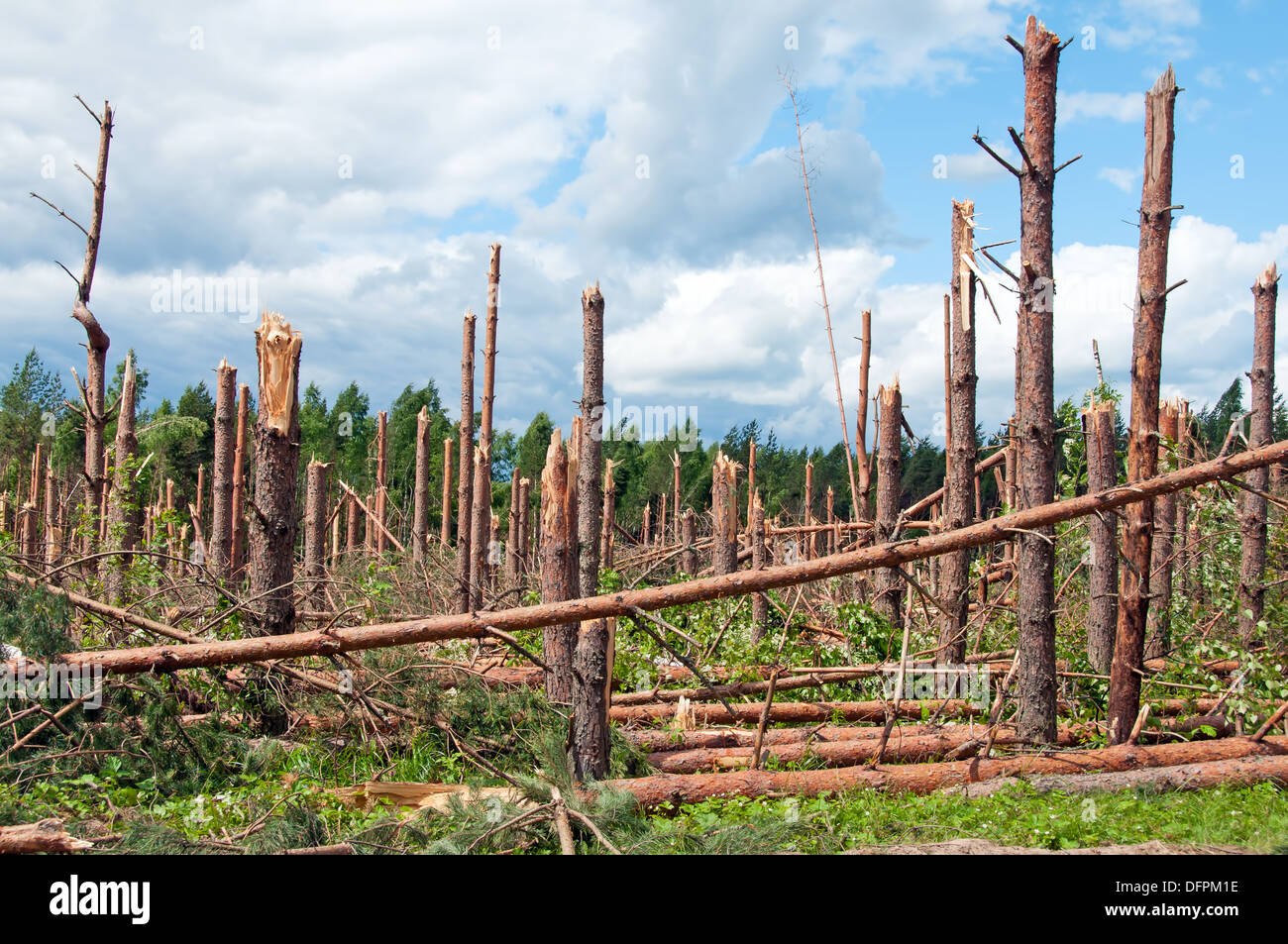 Broken trees and branches hi-res stock photography and images - Alamy