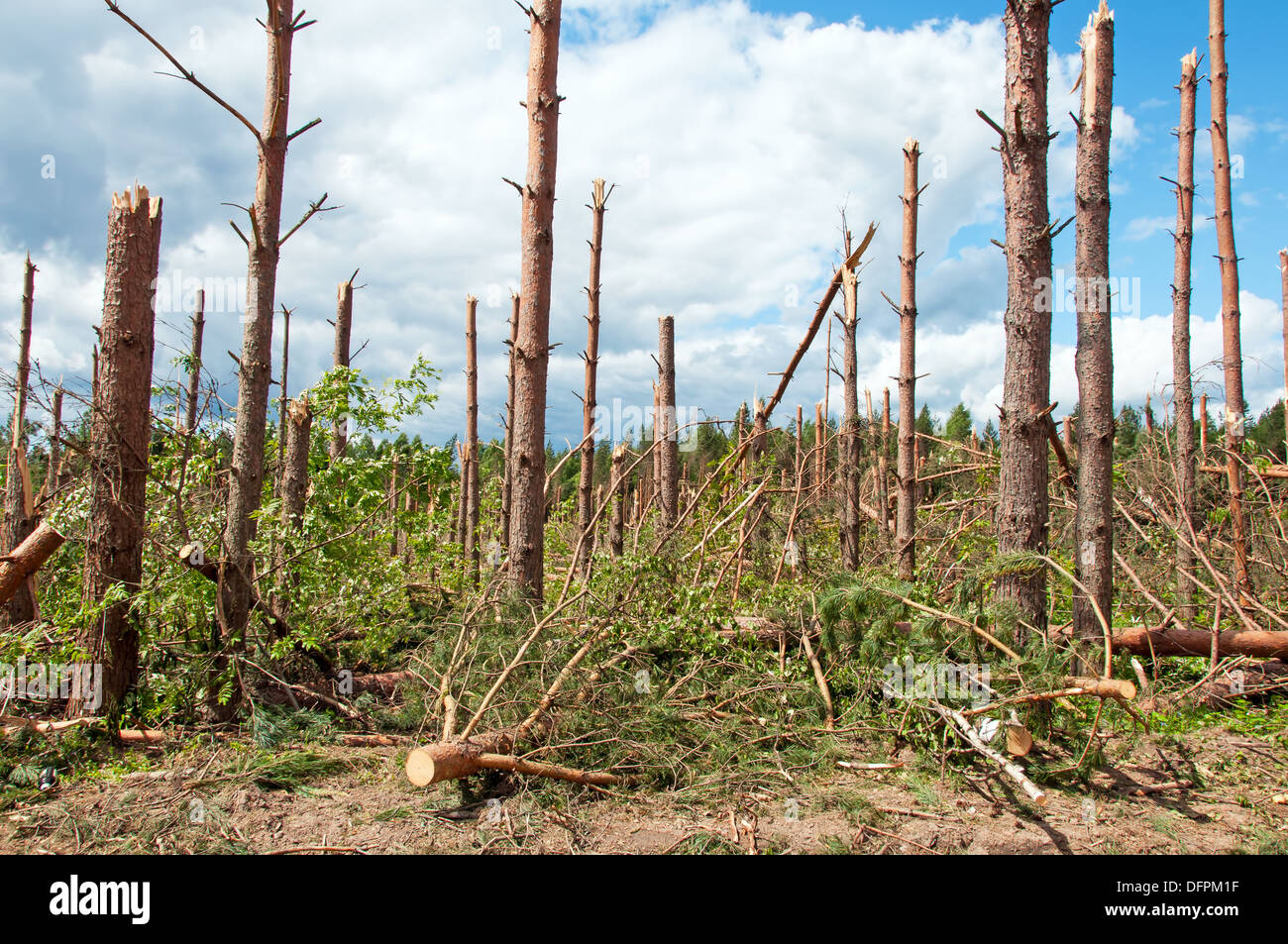 The broken trees after powerful hurricane Stock Photo - Alamy