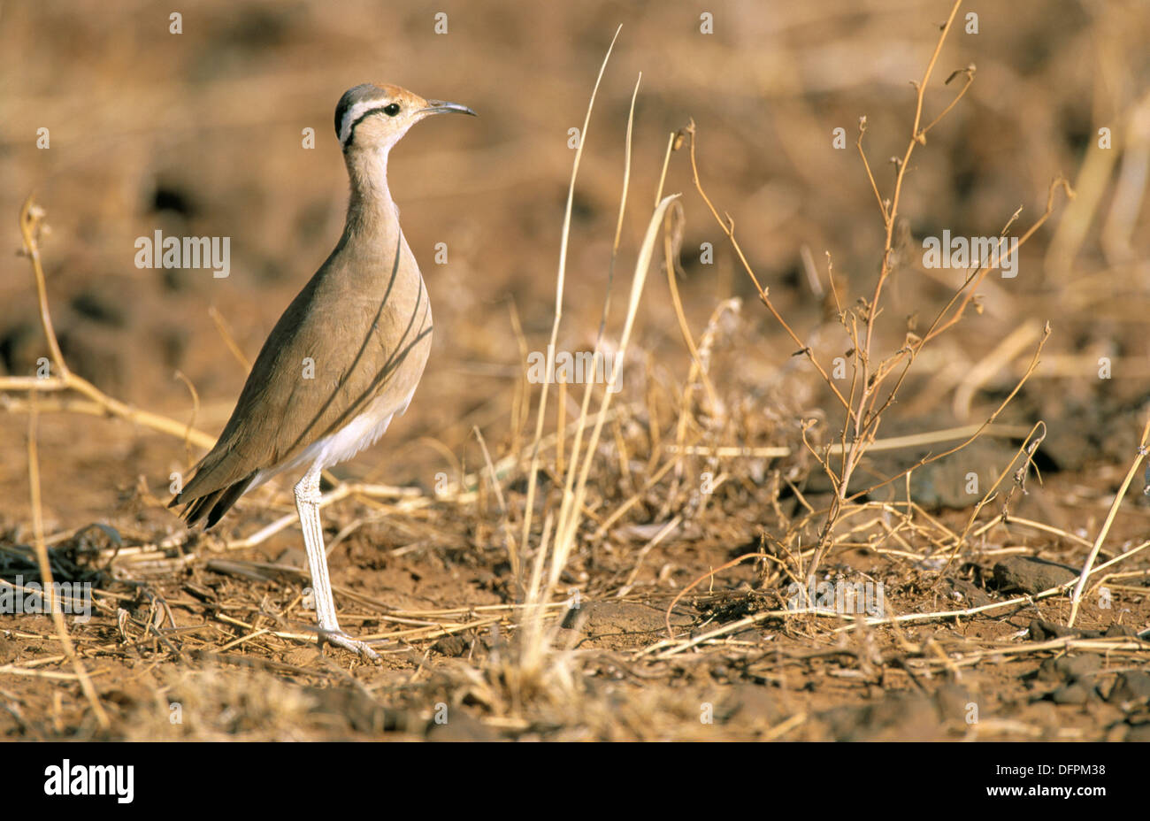 Somalensis High Resolution Stock Photography and Images - Alamy
