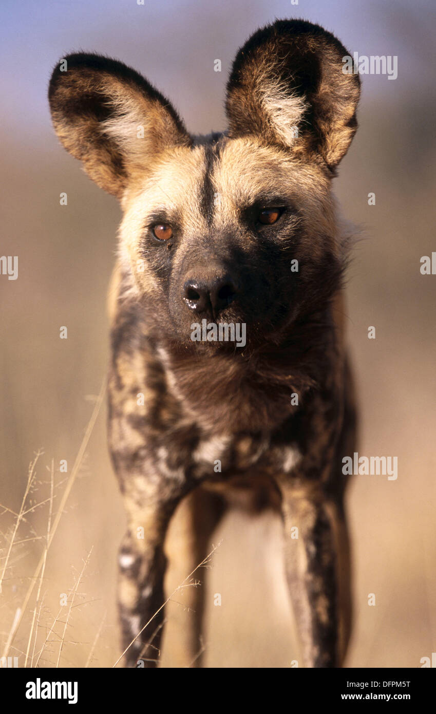 Namibia farm dog hi-res stock photography and images - Alamy
