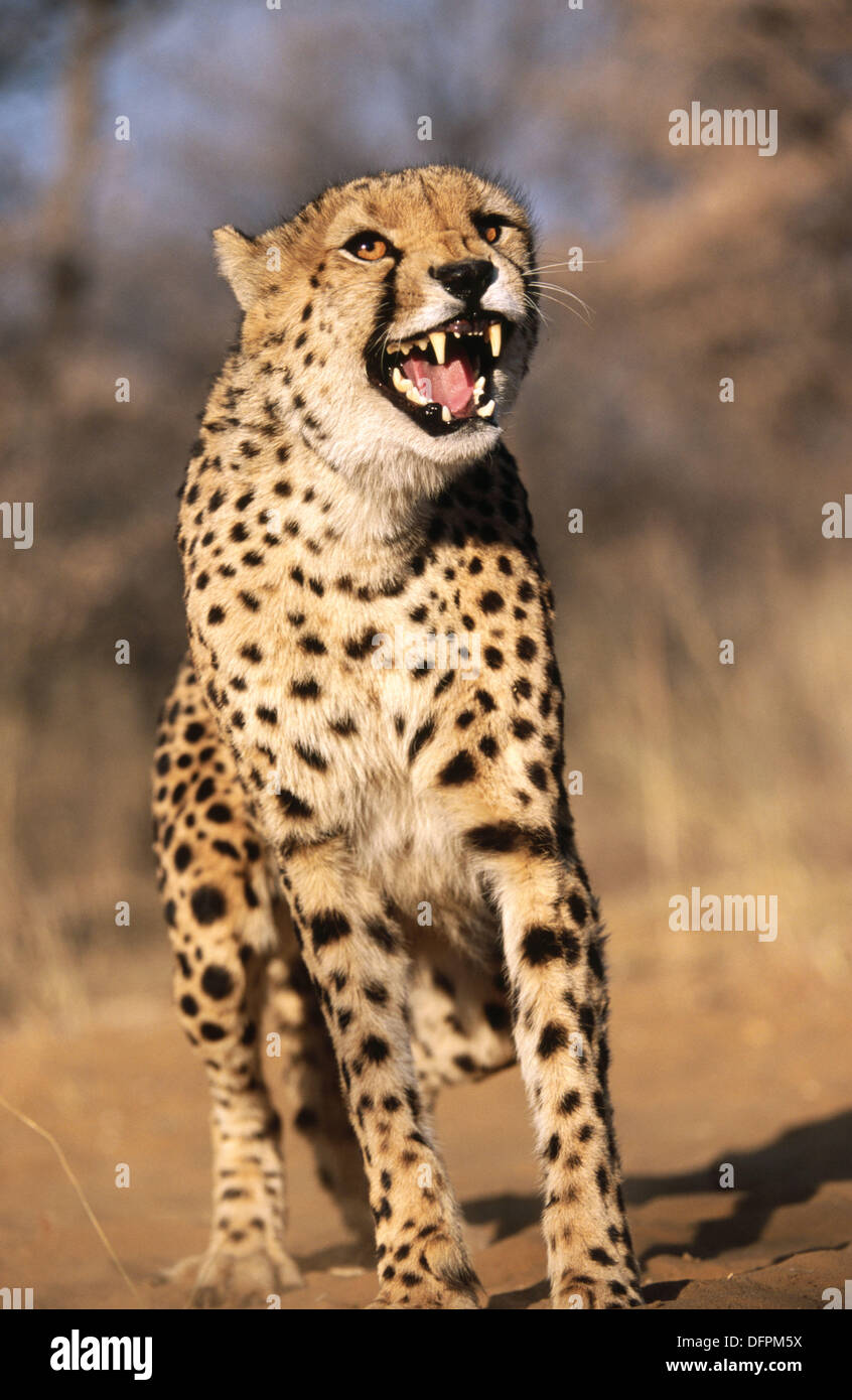 Cheetah (Acinonyx jubatus) in captivity. Game Farm. Namibia Stock Photo ...