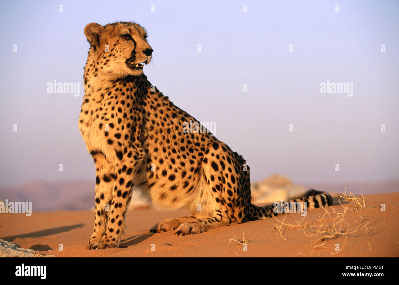Spotted Game Locations High Resolution Stock Photography and Images - Alamy