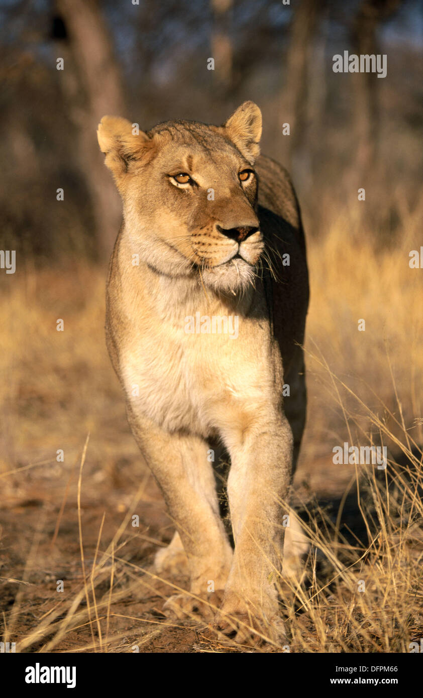 Captive at game farm namibia hi-res stock photography and images - Alamy