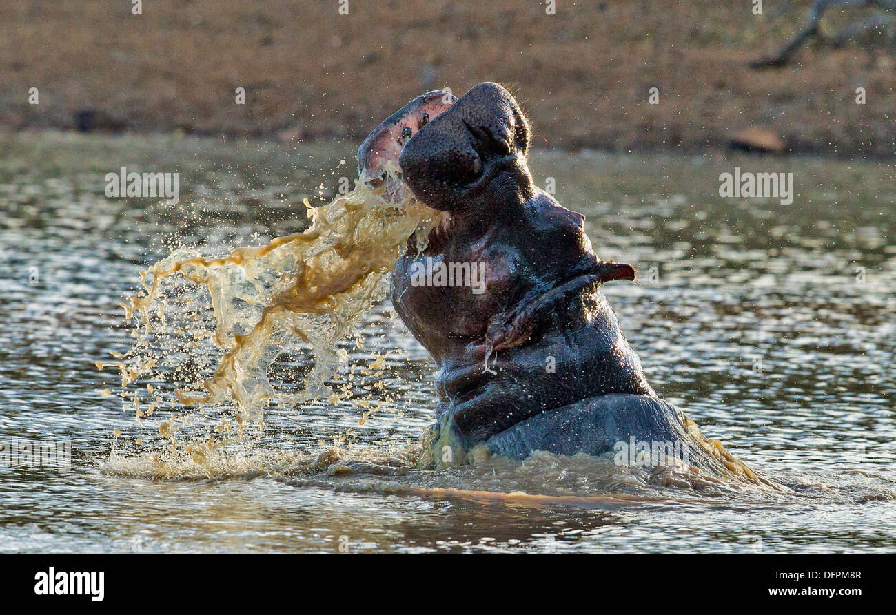 Lake panic hi-res stock photography and images - Alamy