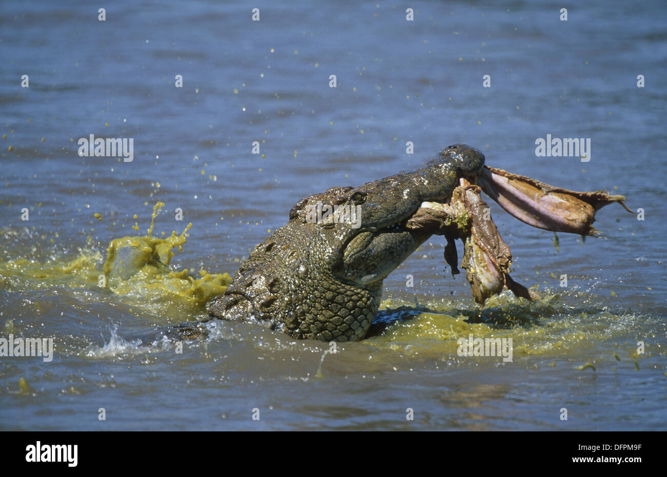 Nile river crocodile eating hi-res stock photography and images - Alamy