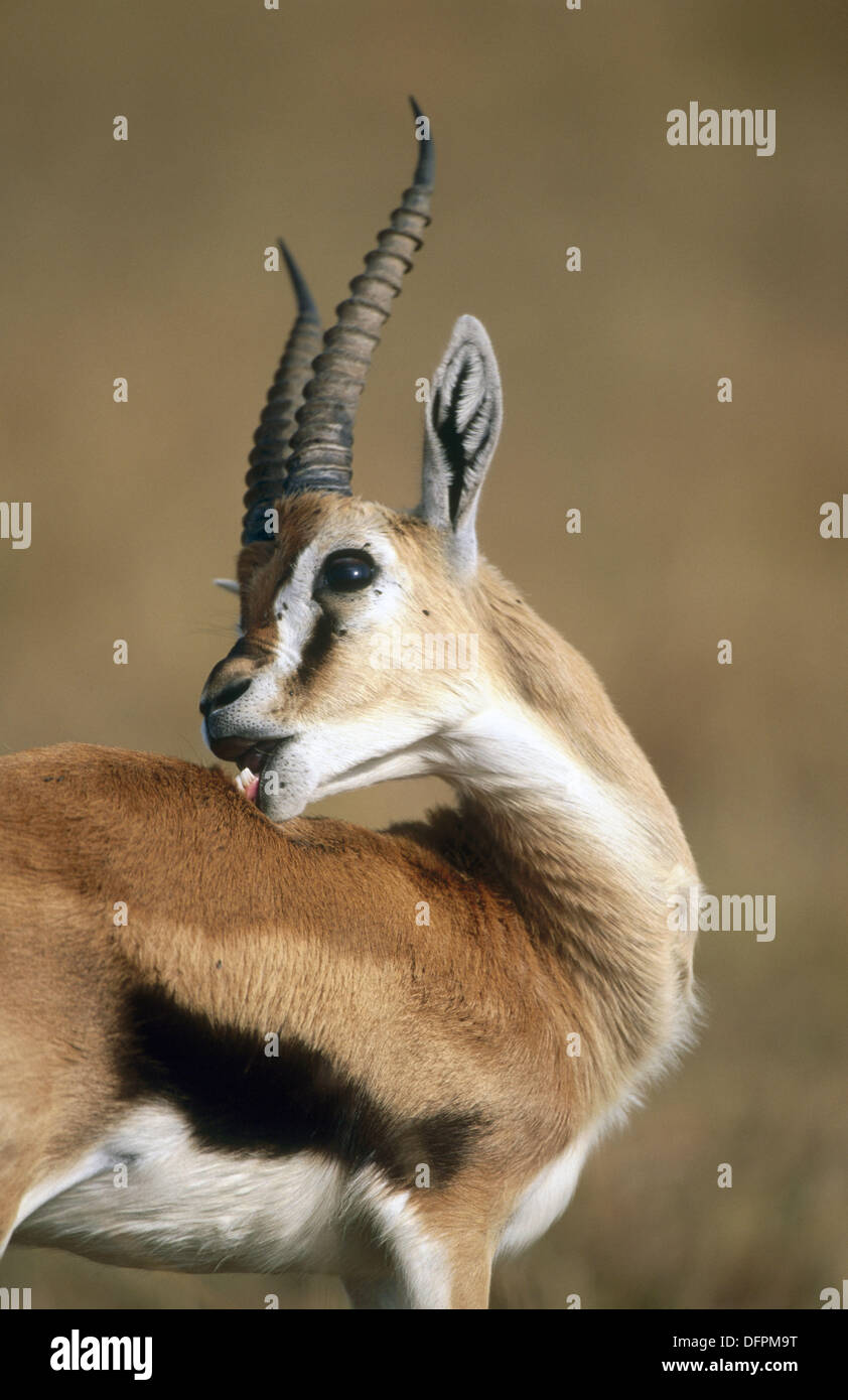 Thomson gazelle buck hi-res stock photography and images - Alamy