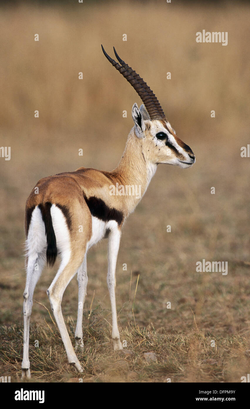 Thomson gazelle buck gazella thomsoni hi-res stock photography and ...