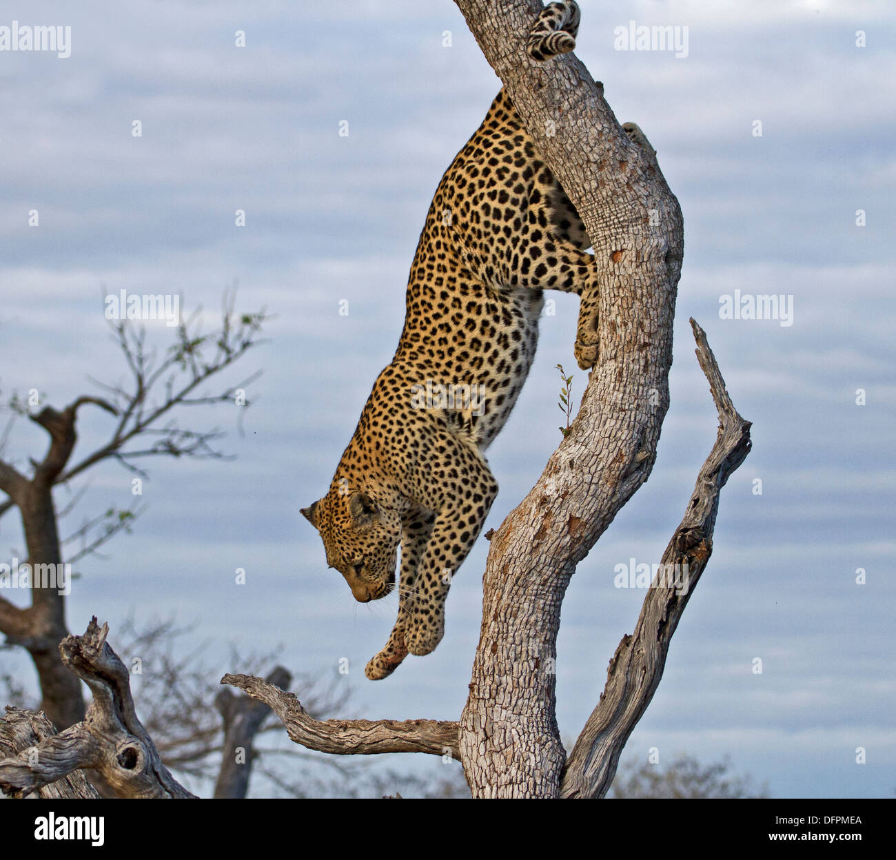 Black Leopard Tree Stock Photos & Black Leopard Tree Stock Images - Alamy