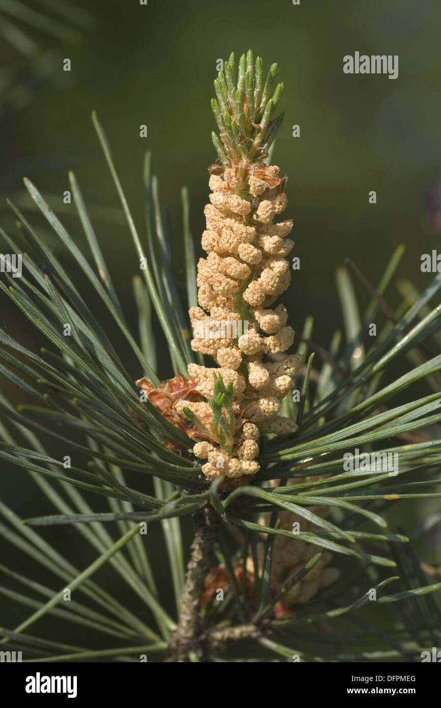 scots pine, pinus sylvestris Stock Photo - Alamy