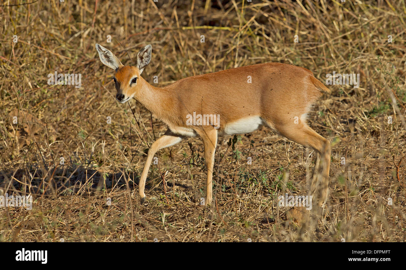 Antelope can hi-res stock photography and images - Alamy