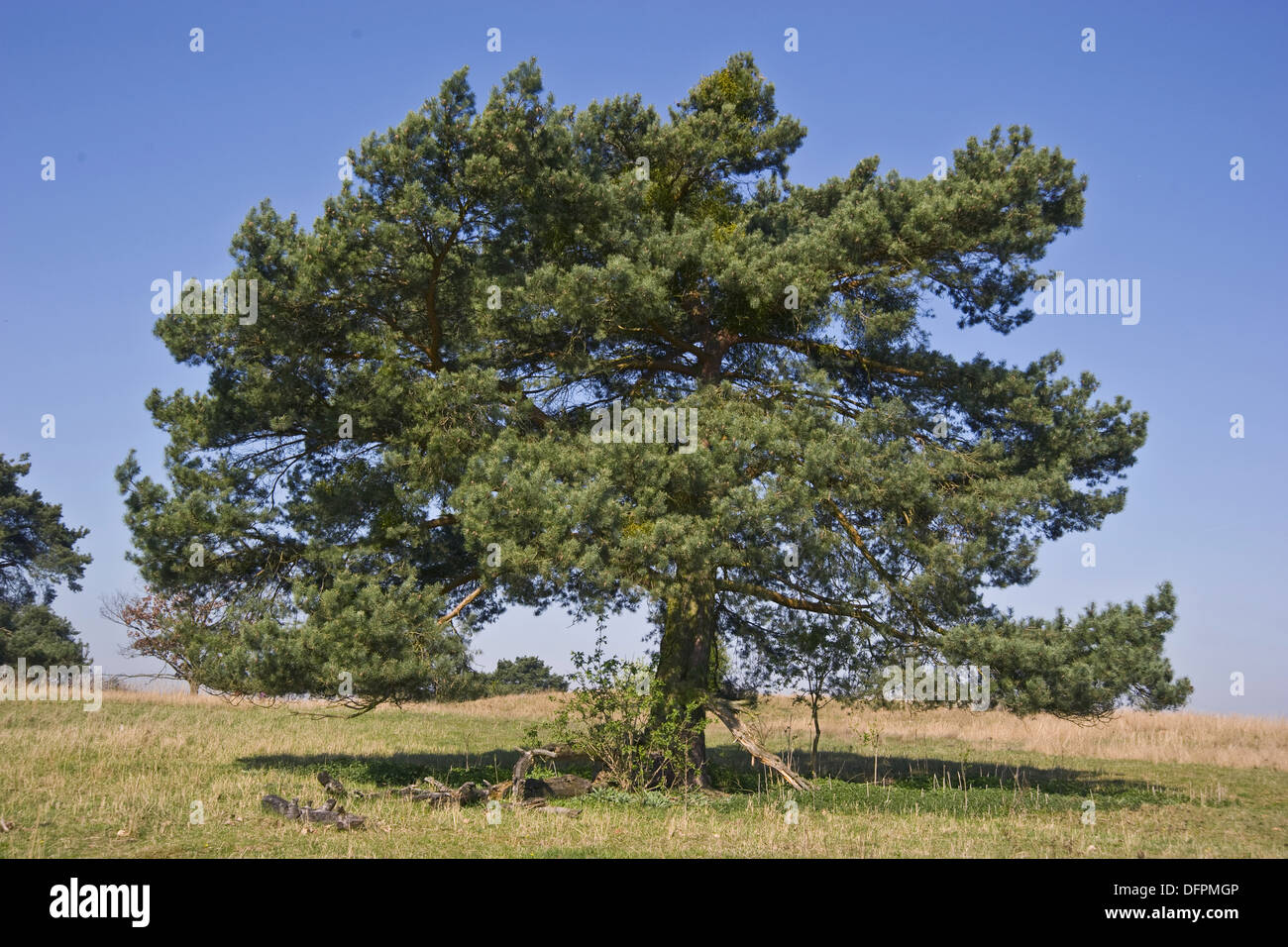 Pinus sylvestris hi-res stock photography and images - Alamy