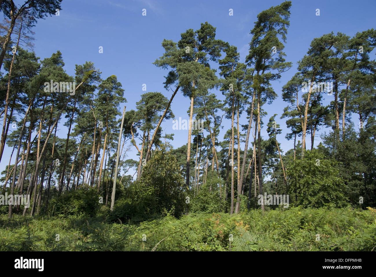 Evergreen trees scots pines hi-res stock photography and images - Alamy