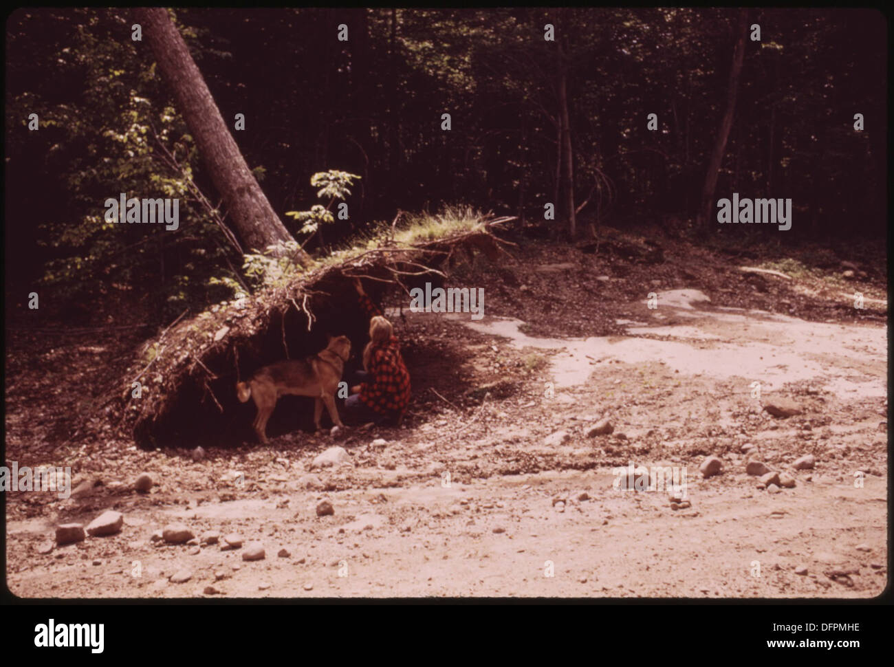 TIPPED OVER TREE SHOWS ITS VERY SHALLOW ROOT STRUCTURE AND TOPSOIL ...