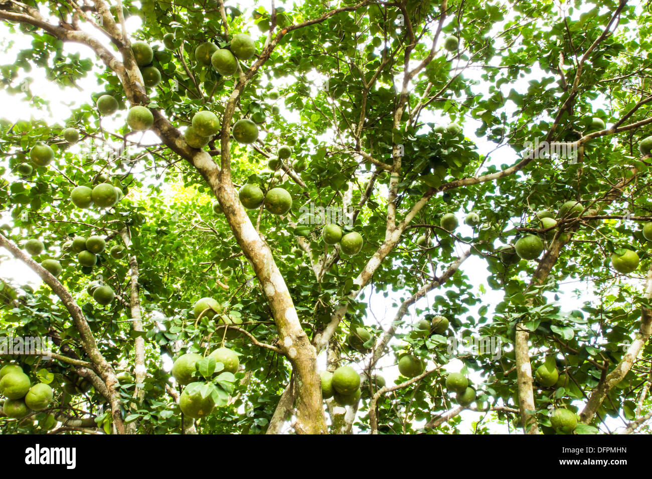 Pomelo tree hi-res stock photography and images - Alamy